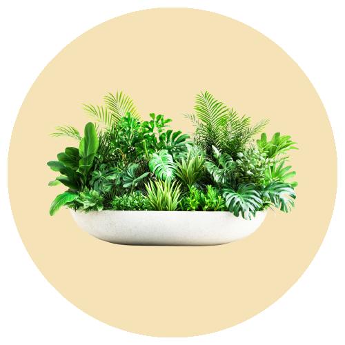 Fresh Plants - BuyonBudget